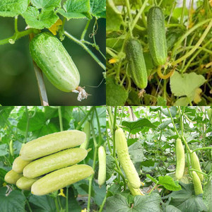 ibains Vegetable seeds cucumber Kakari sosa seeds pack of 36 Seed Price ...
