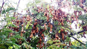 KANAYA IMLI KE BEEJ / TAMARIND SEEDS IMLEE KE BEEJ FOR Home Gardening ...