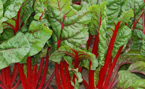 PMB Swiss chard red Vegetable Seed Price in India - Buy PMB Swiss chard ...