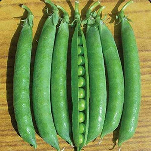 Aywal (मटर के बीज) (Matar) Peas Seed Price in India - Buy Aywal (मटर के ...