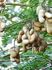 KANAYA IMLI KE BEEJ / TAMARIND SEEDS IMLEE KE BEEJ FOR Home Gardening ...