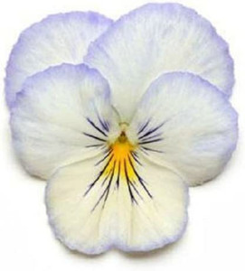 CYBEXIS Pansy Seeds Cool Wave Frost Trailing Pansy (Hanging Pansy) Seed ...