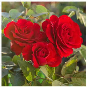 Chalisa Rose, Flower seeds Seed Price in India - Buy Chalisa Rose ...