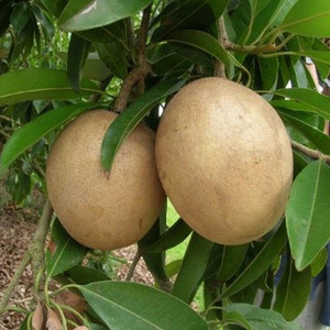 naturehils Chalisa Chikoo, Sapota, Sapodilla, Naseberry Seed, Sobeda ...