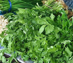 VibeX GUA-49 - Kintsai Chinese Dark Green Celery - (750 Seeds) Seed ...