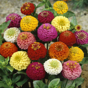 UGRA Zinnia Seeds - Mix Seed Price in India - Buy UGRA Zinnia Seeds ...