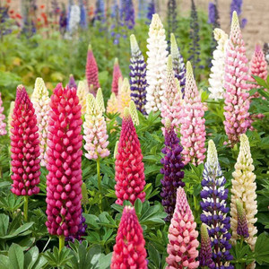 JRYU Lupin Mixed Color Flower Seed Price in India - Buy JRYU Lupin ...