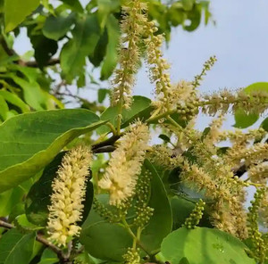 Southside Naturals Terminalia crenulata Tree Seeds, Roth Plant Seeds ...