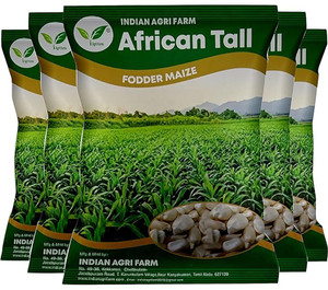 IAgriFarm African Tall Fodder Maize / Makka (Zea Mays) - 5 Kg for ...