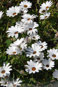 FEVESTA Dimorphotheca nudicaulis Seed Price in India - Buy FEVESTA ...