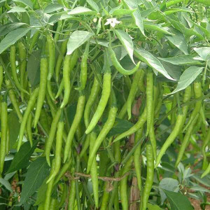 DHENU PRASAD Hybrid chilli (mirch) Seed Price in India - Buy DHENU ...