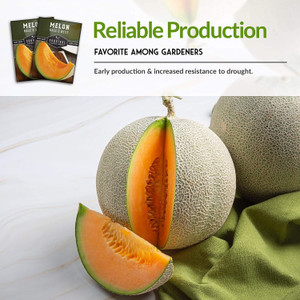 CYBEXIS GBPUT-61 - Hale's Best Musk Melon - (150 Seeds) Seed Price in ...
