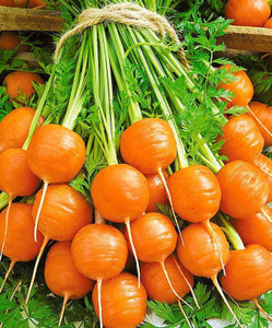 CYBEXIS HUA-14 - Round Carrots for Small Spaces - (250 Seeds) Seed ...
