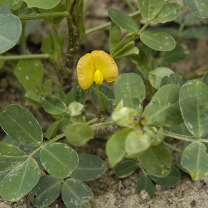 SREE Penut Vegetable Seed, Mungfali Seed. Badam Organic Seed Price in ...