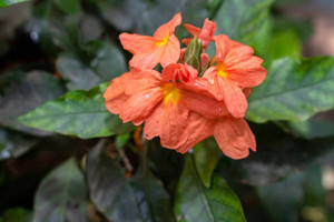 Havintha kanakambaram-firecracker-crossandra Seed Price in India - Buy ...