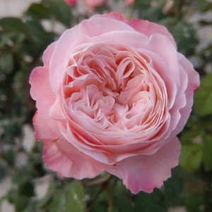 VibeX Rose “Tamaki Misora” Japanese Blue Seed Price in India - Buy ...