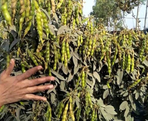 ARHAR 100g, Arhar dal seeds, tuar seeds red gram seeds highest yield ...