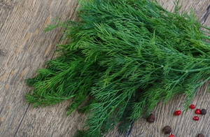GRAXY Garden Dill - Croesus - Anet Dill - Anethum Graveolens Seed Price ...