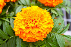 VibeX ® LXI-474 Marigold Coco Gold Seed Price in India - Buy VibeX ...