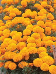VERTISE African Garden Seeds Flower Marigold/Gainda Orange Seed Price ...