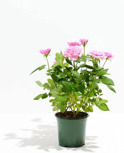 WILLVINE XLR-503 Blush Pink Miniature Rose Seeds Seed Price in India ...