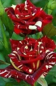 Chalisa Rose, Flower seeds Seed Price in India - Buy Chalisa Rose ...