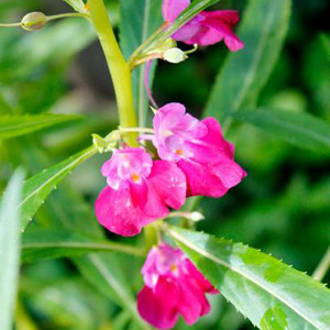 naturehils High Germination Balsam seeds, Garden balsam, Rose balsam ...