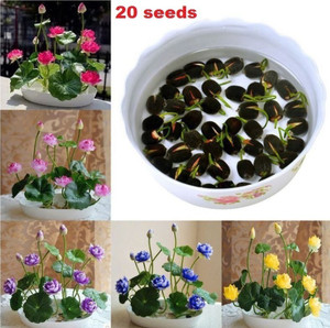 Zello Lotus Flower Seeds mix - Indoor For Home Garden - 10 Seeds Seed ...