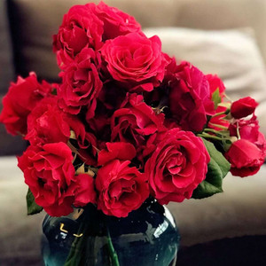 VibeX Michael Red Color Roses Seed Price in India - Buy VibeX Michael ...