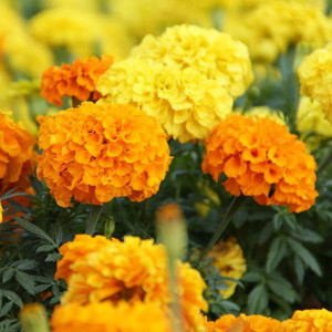 VERTISE African गेंदे का फूल / Flower Marigold/Gainda Orange Seed Price ...