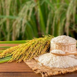 PMA Basmati Paddy, Rice Seed for Farming & Agriculture, 1Kg Per Packet ...