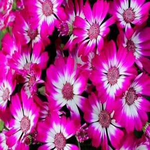JRYU Cineraria ‘Mix’ F1 Hybrid Flower Seeds for Home Gardening Seed ...