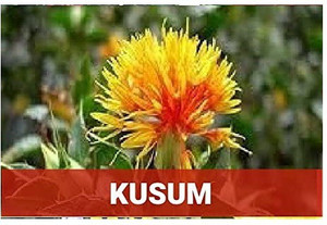 CYBEXIS Kusum Seed Price in India - Buy CYBEXIS Kusum Seed online at ...