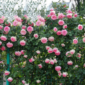 WILLVINE GBPUT-82 Pink Climbing Rose Vine Seeds Seed Price in India ...