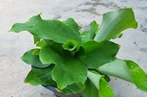 Kapebonavista Kapebonavista® kapoor kachri sapling plants Seed Price in ...