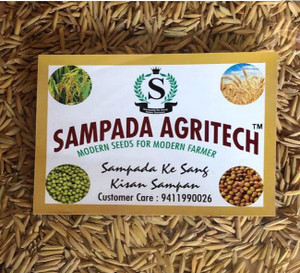 Sampada Pusa Basmati Paddy Seeds 1692 | Dhan, Rice Farming ...