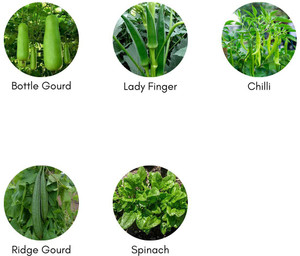 CYBEXIS Bottle Gourd Plant, Ridge Gourd, Spinach, Lady Finger, Chilli ...