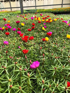 Seedsqlty Portulaca mix flower seeds, high germination 40 seeds) Seed ...