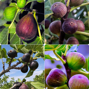 seedx Hybrid Fig, Anjeer Plant seeds, Ficus carica, Anjeer Seed Price ...