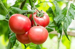CORUS tomato Seed Price in India - Buy CORUS tomato Seed online at ...