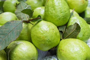 VNR Fresh Sweet Guava Fruit hybrid (High yield variety) Seed Price in ...