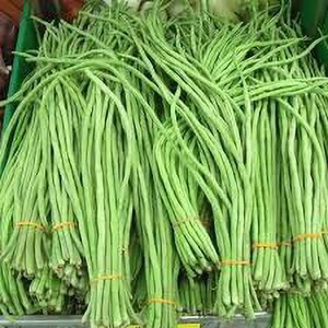KANAYA Indian Vegetable Beans Singra Hybrid Seed Price in India - Buy ...