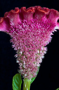 SREE cockscomb flower seed, morog flower Seed Price in India - Buy SREE ...