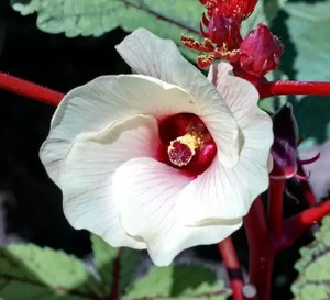 Aro Lady Finger Red, Okra, Bhindi Seed Price in India - Buy Aro Lady ...