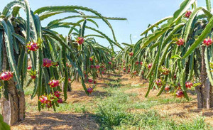 Oliver hybrid dragon fruit seed Seed Price in India - Buy Oliver hybrid ...