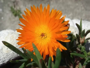 MAA Mesembryanthemum Seed Price in India - Buy MAA Mesembryanthemum ...