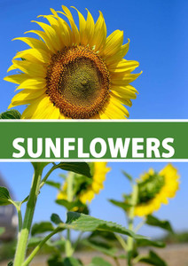 Sunway सूरजमुखी के बीज Sunflower Plant Surajmukhi Seed Price in India ...