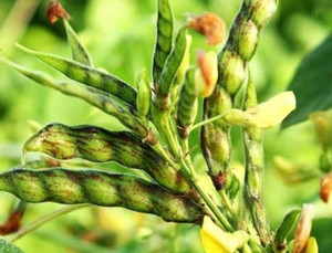 Hybrid tuar 100g, Hybrid tuar seed arhar dal seeds red gram seeds ...