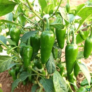 Arshiayat Royal Bullet Chilli/Mirchi Seeds 50 Seed Price in India - Buy ...