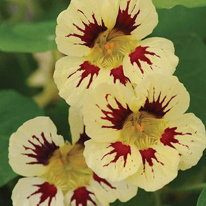 CYBEXIS Nasturtium Seeds 'Chameleon' Tropaeolum majus Indian Cress Seed ...